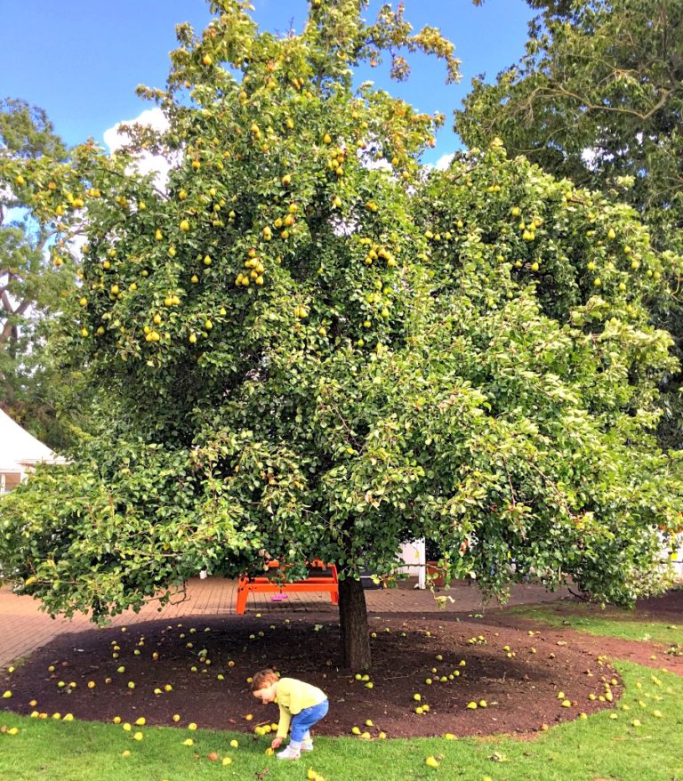 Montessori Inspired Apple Unit for Toddlers – My Little Keepers